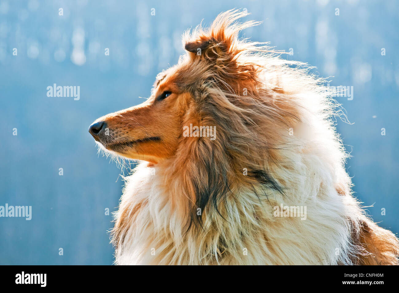True bred hi-res stock photography and images - Alamy