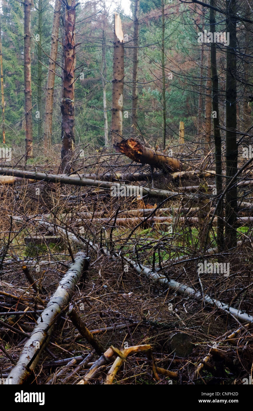 Fallen trees in a forest after a stormy season Stock Photo - Alamy