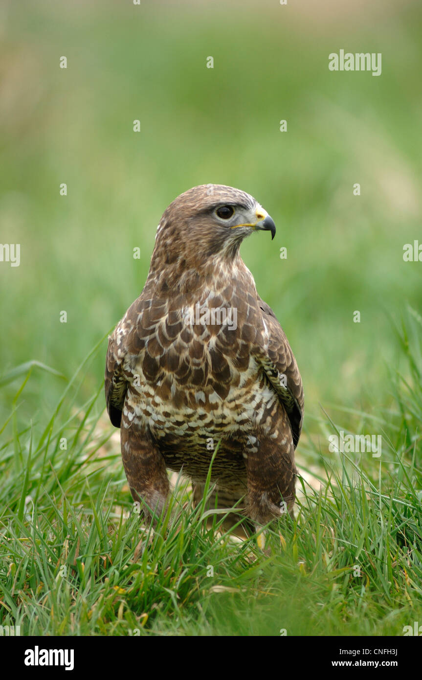 A common buzzard on the ground in grass UK Stock Photo - Alamy