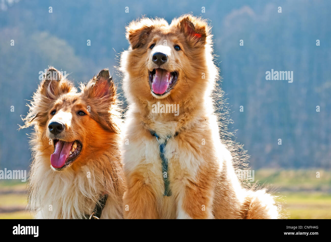 American collie sitting hi-res stock photography and images - Alamy