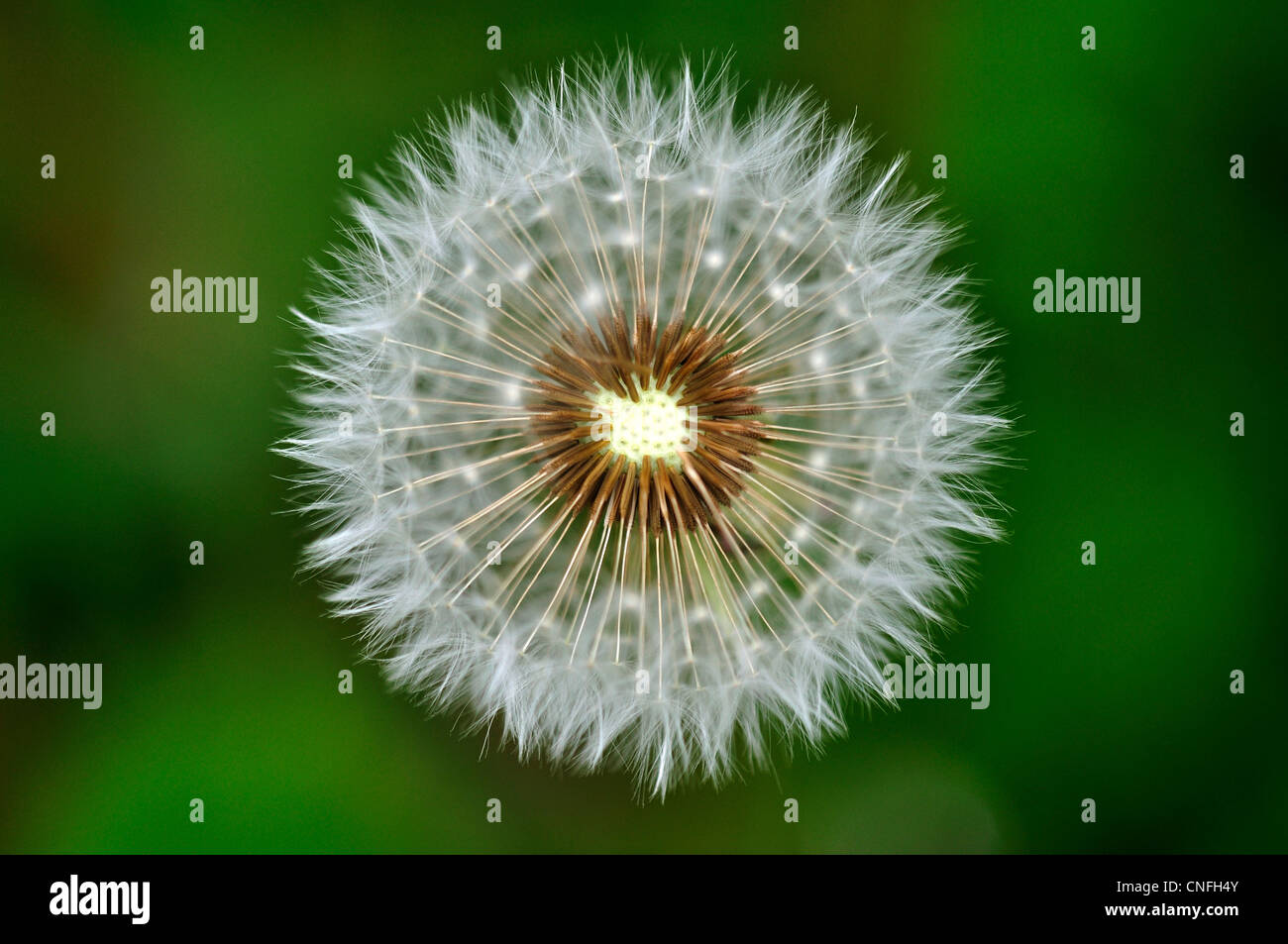 Life cycle of a dandelion hi-res stock photography and images - Alamy