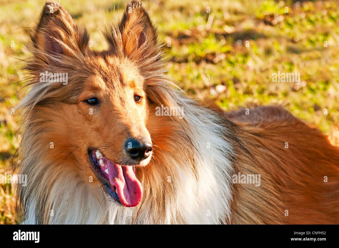 True american hi-res stock photography and images - Alamy