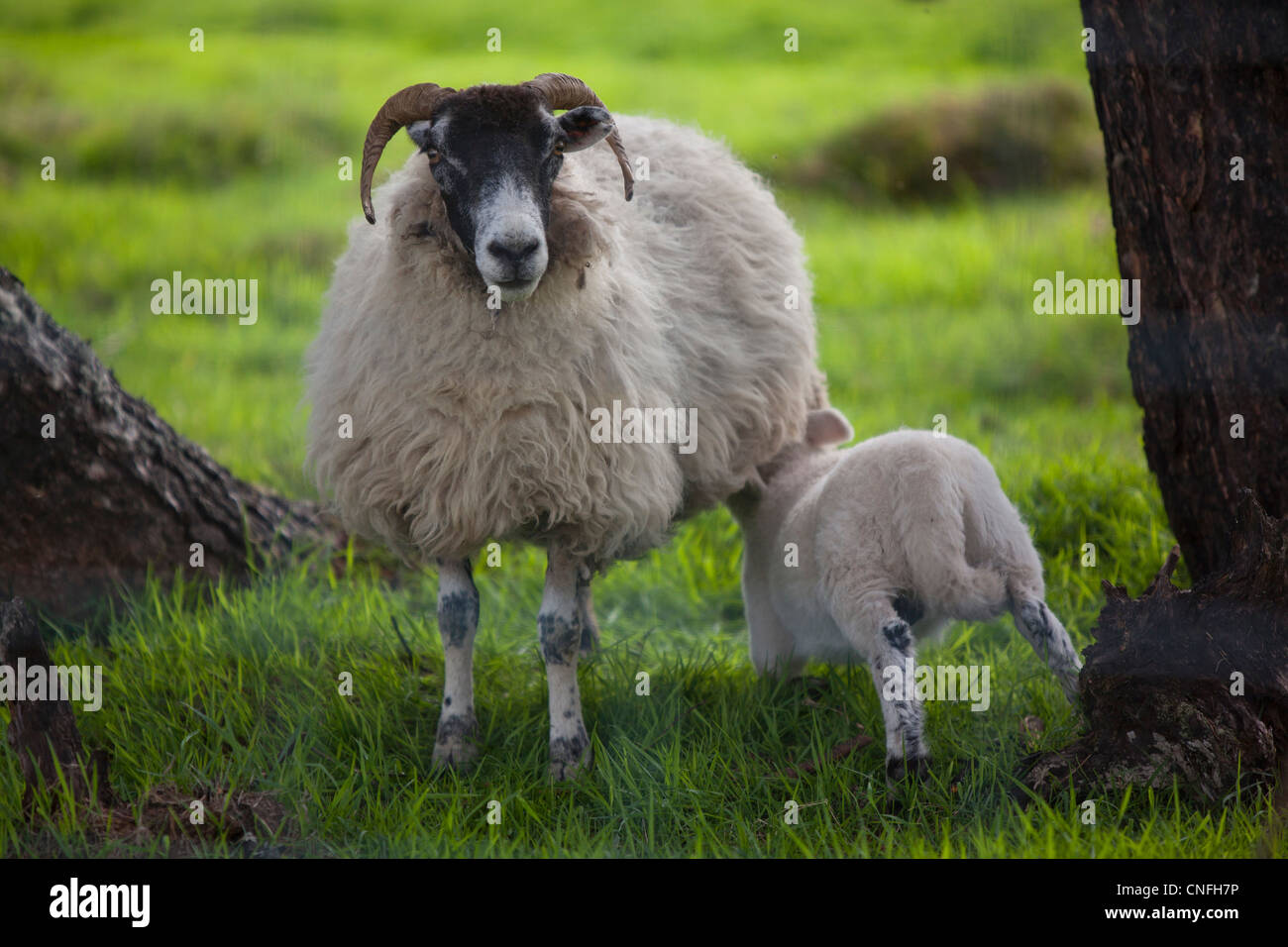 Sheep wool scotland hi-res stock photography and images - Alamy