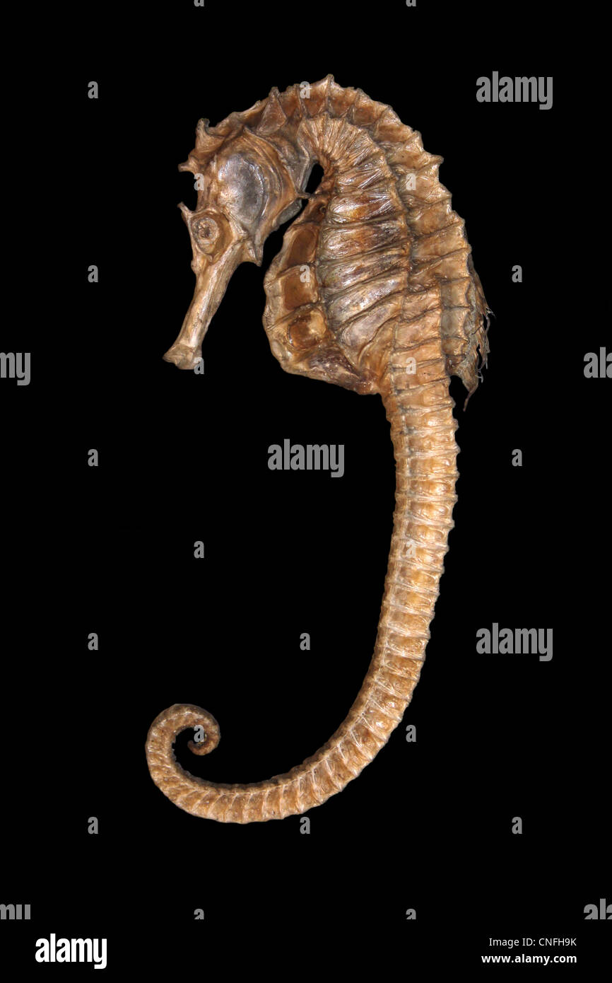 Seahorse anatomy hi-res stock photography and images - Alamy