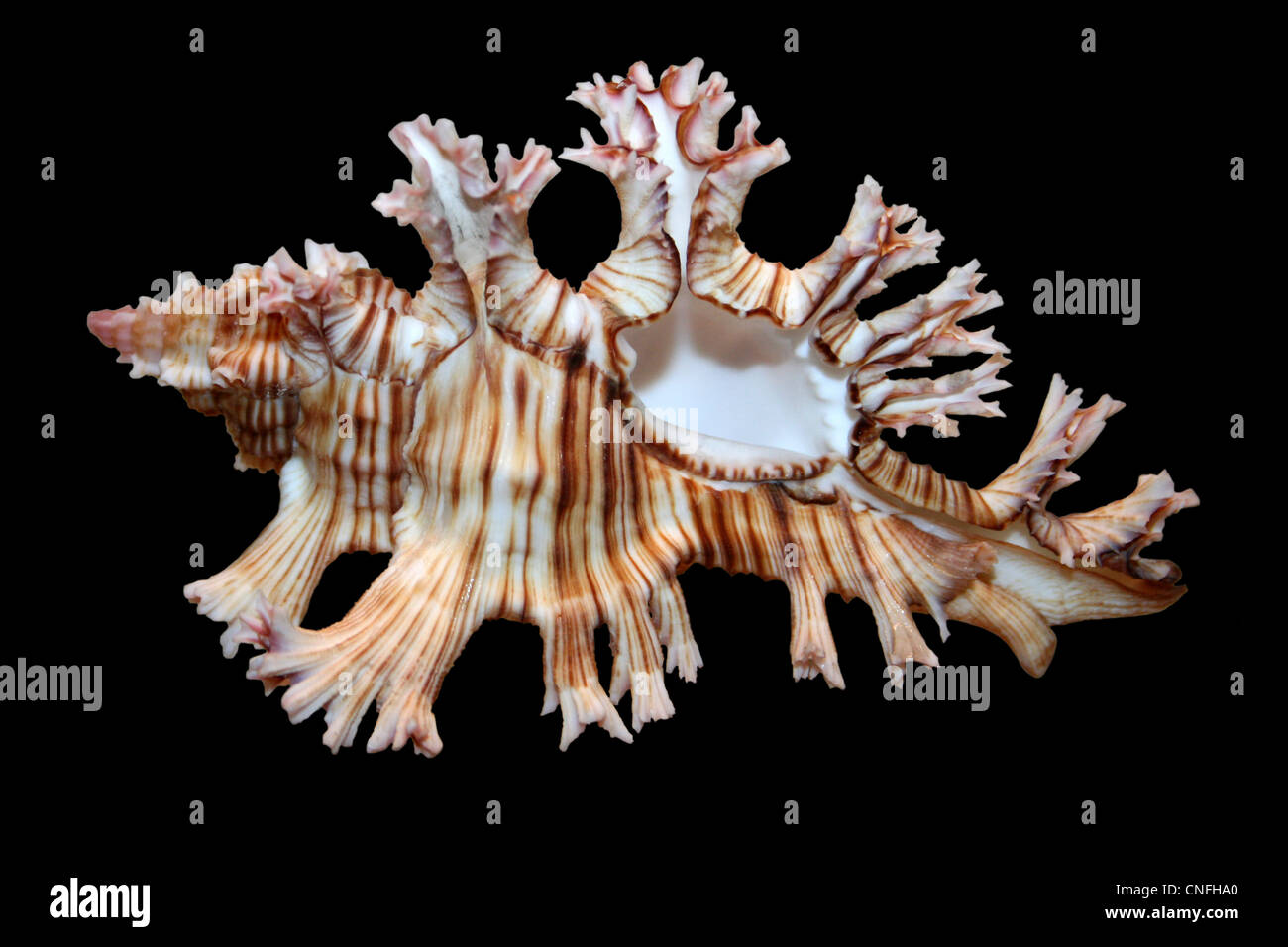 Murex marine snail shell hi-res stock photography and images - Alamy