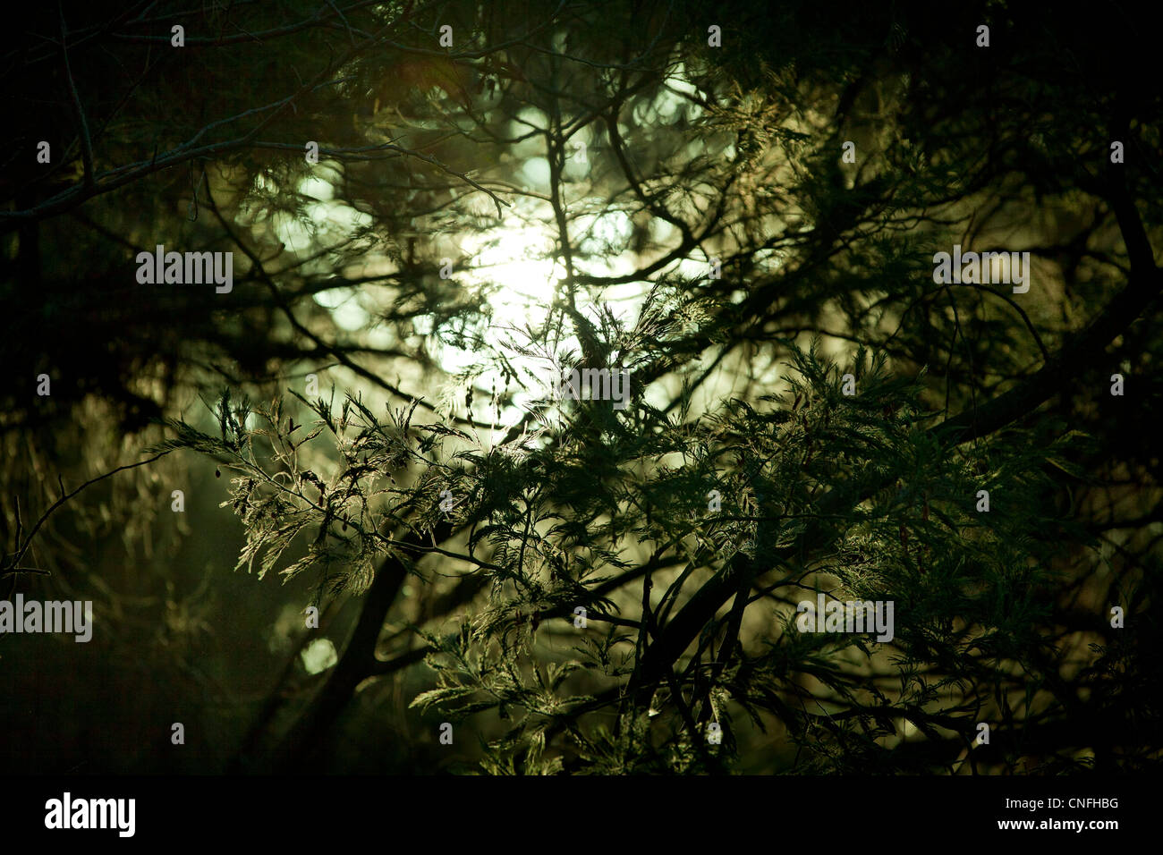 Up through the branches hi-res stock photography and images - Alamy