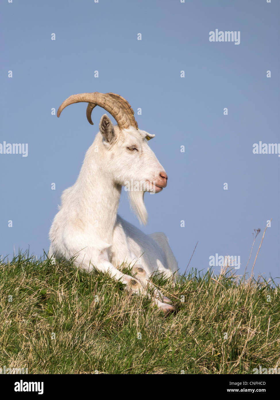 White goat hi-res stock photography and images - Alamy