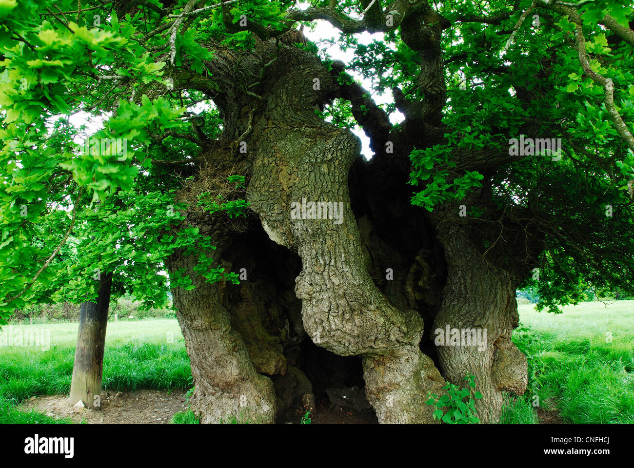 Ancient oak tree hi-res stock photography and images - Alamy