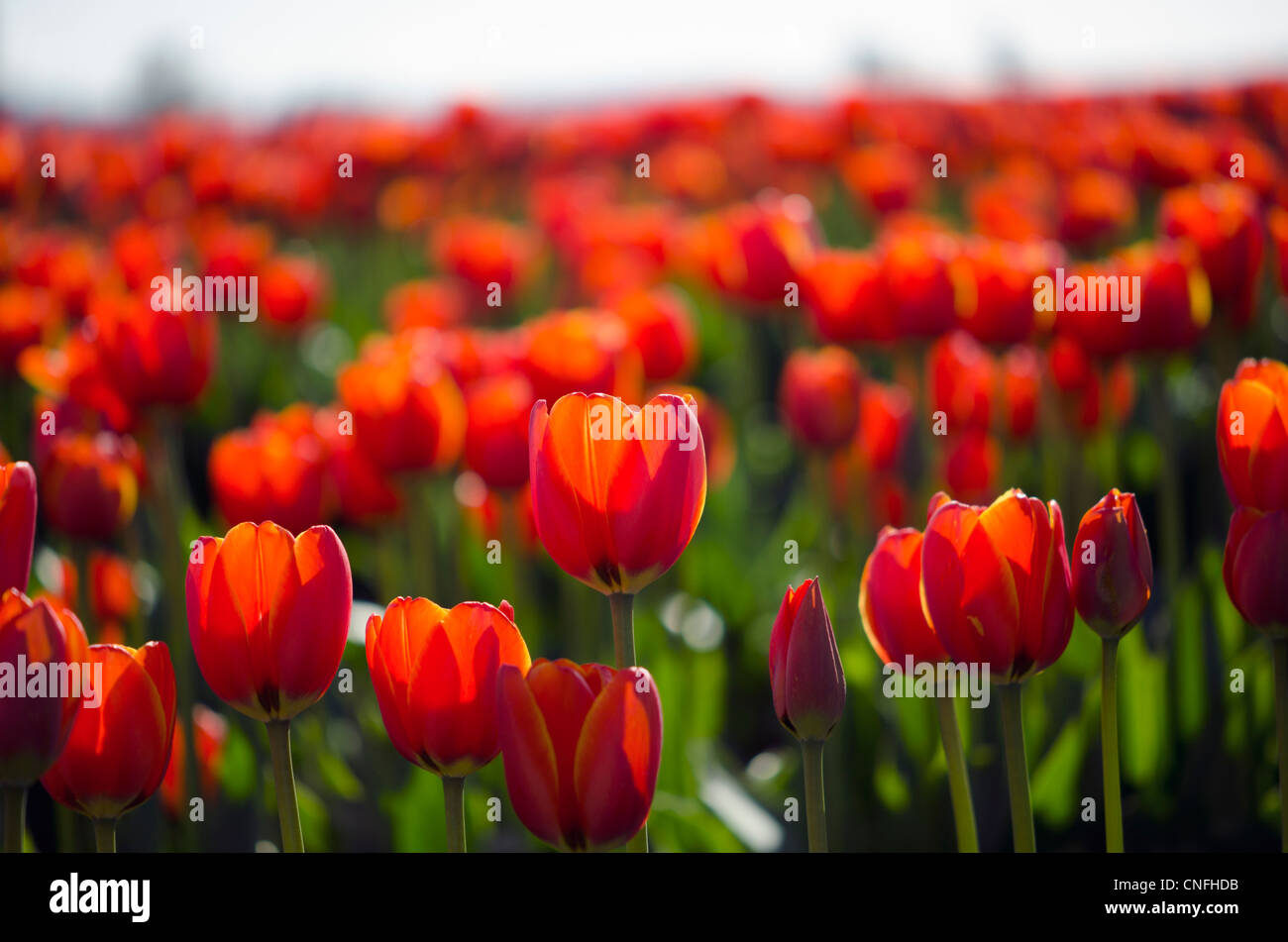 Bloomed tulips hi-res stock photography and images - Alamy Bloomed tulips hi-res stock photography and images - Alamy
