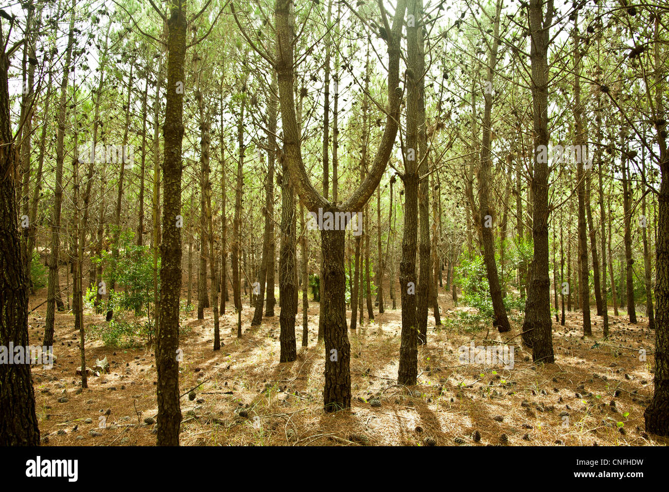 Argentinian forest hi-res stock photography and images - Alamy