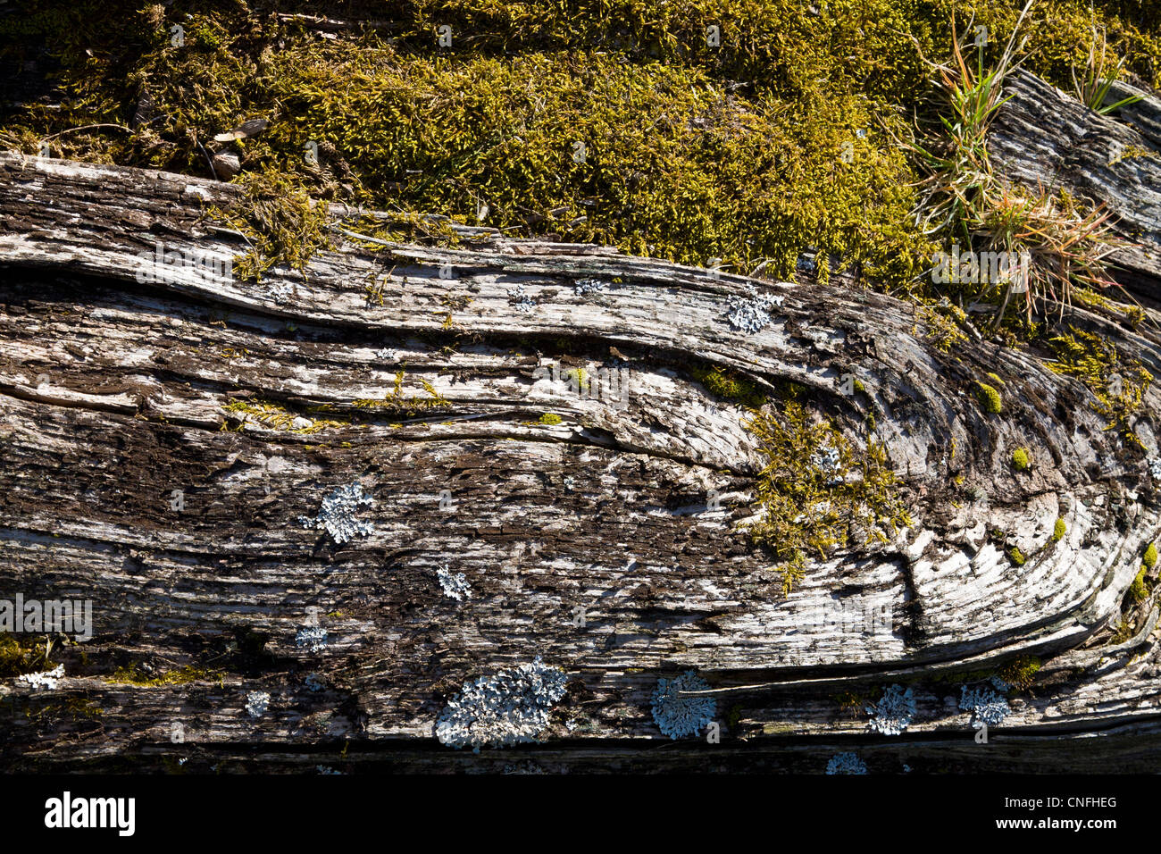 Close-up detail of tree trunk. Showing texture Stock Photo - Alamy