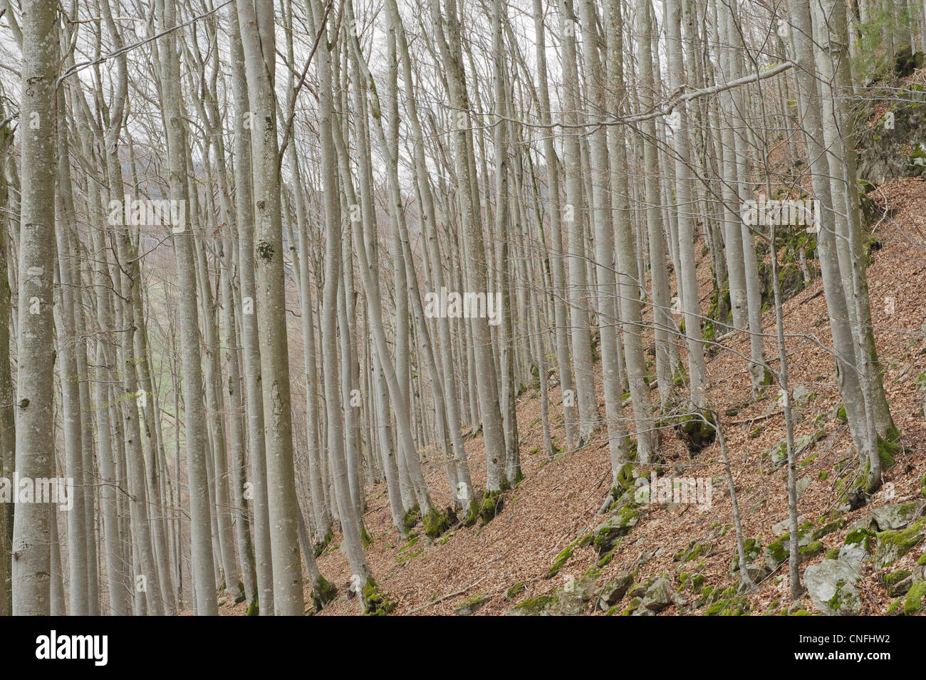 Stems of beech trees rise colored white by lichen and wind and weather ...