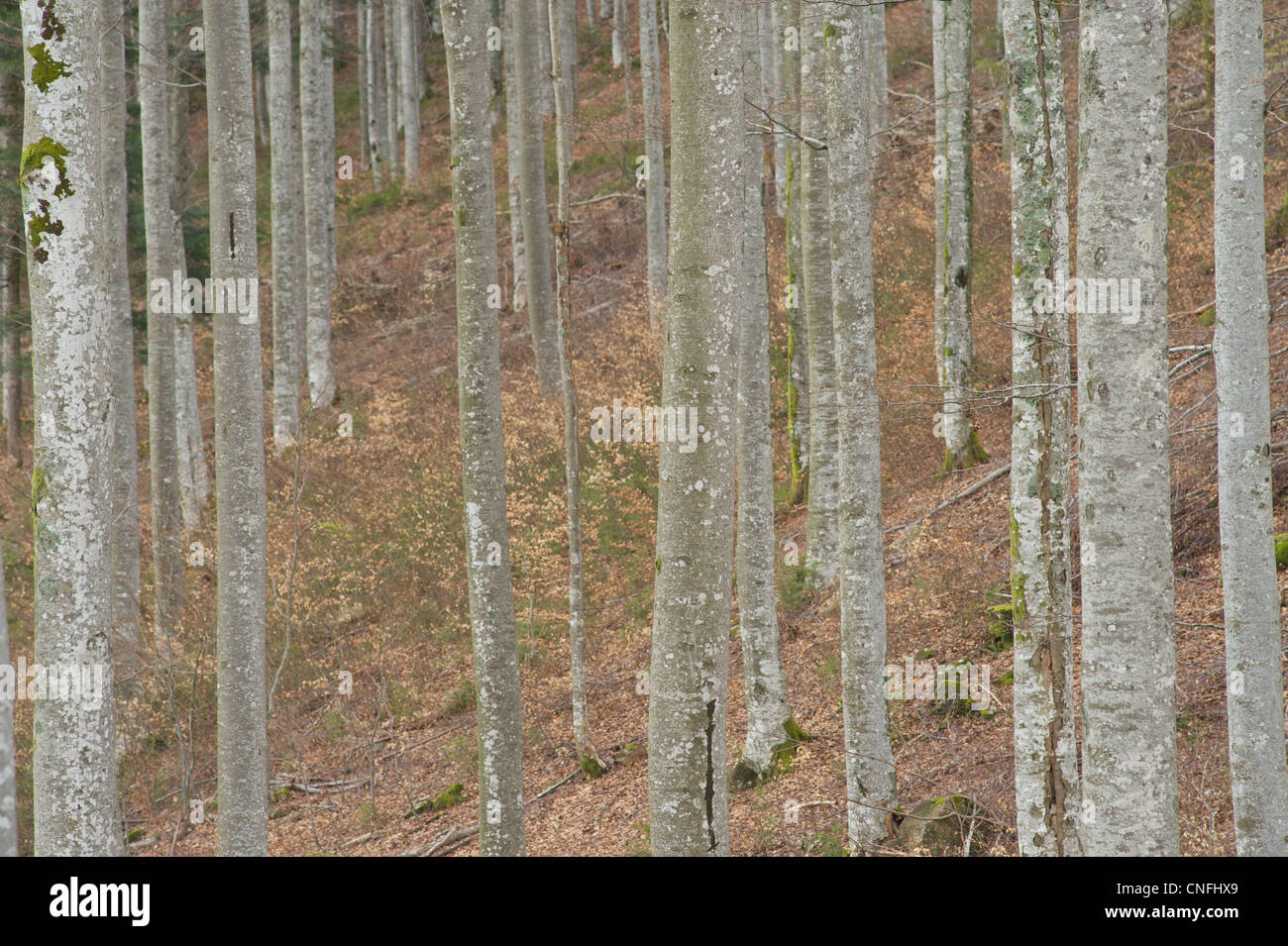 Stems of beech trees rise colored white by lichen and wind and weather ...