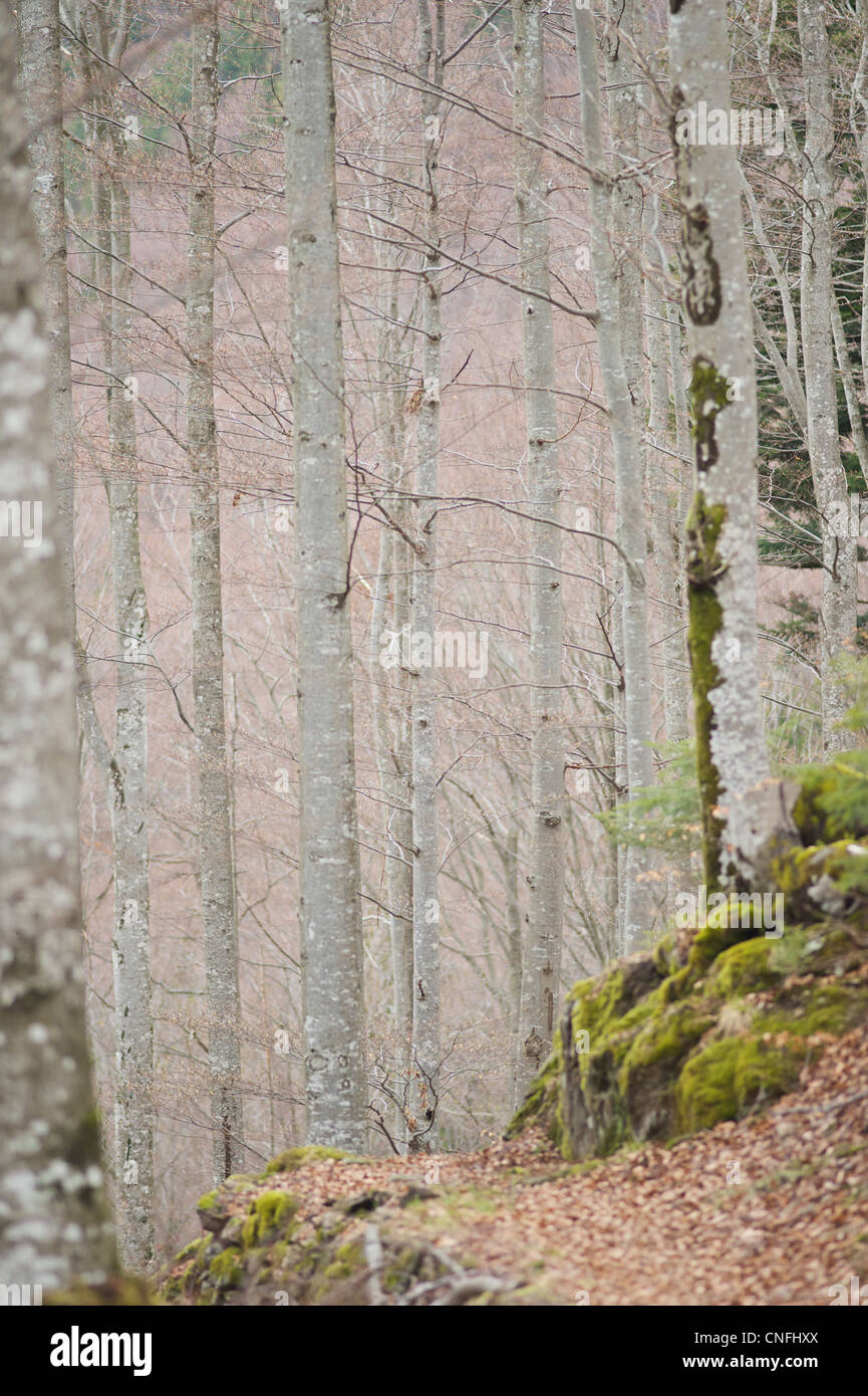 Stems of beech trees rise colored white by lichen and wind and weather ...