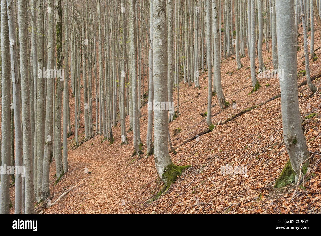 Stems of beech trees rise colored white by lichen and wind and weather ...