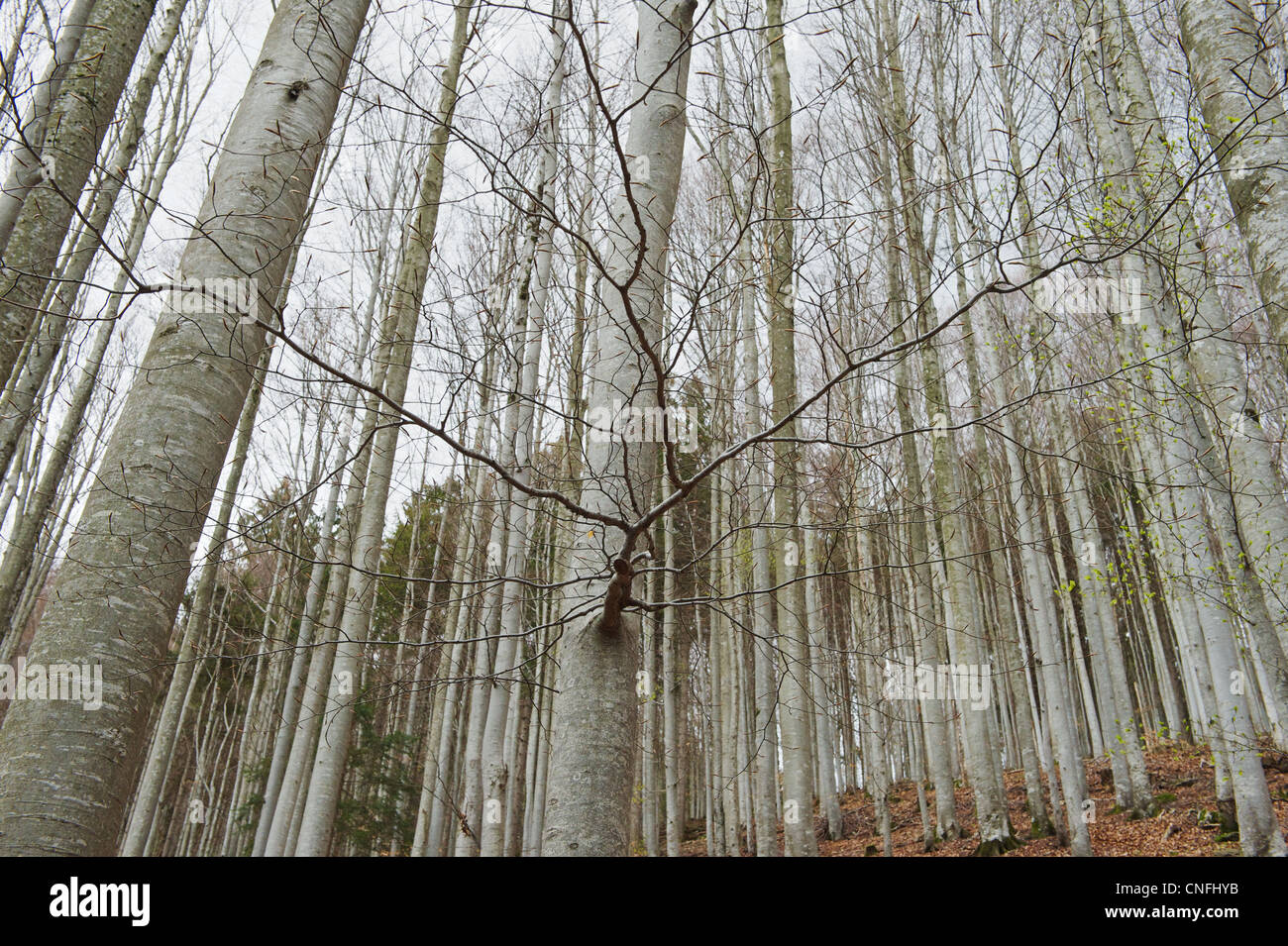 Stems of beech trees rise colored white by lichen and wind and weather ...