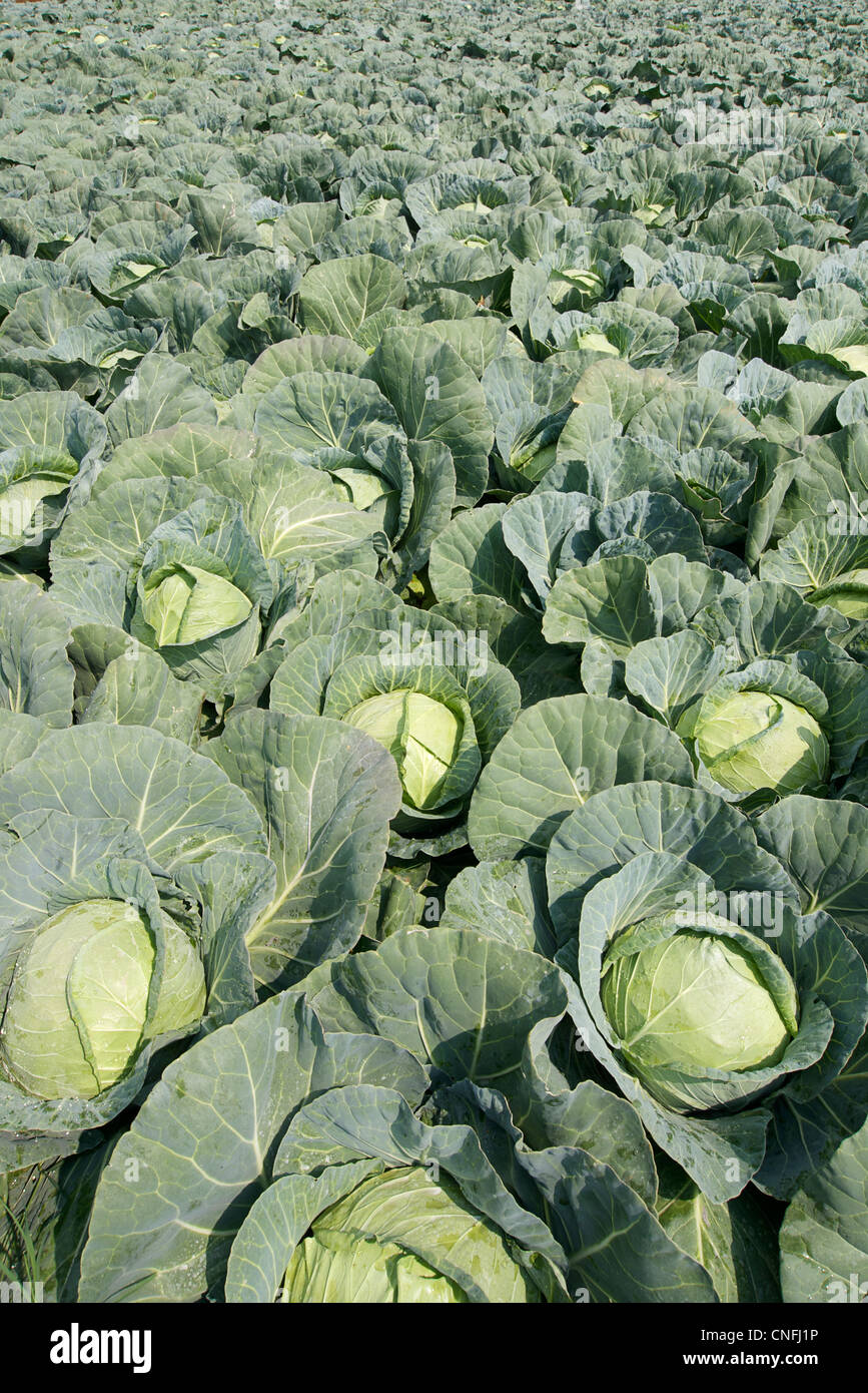 Cabbage patch hi-res stock photography and images - Alamy