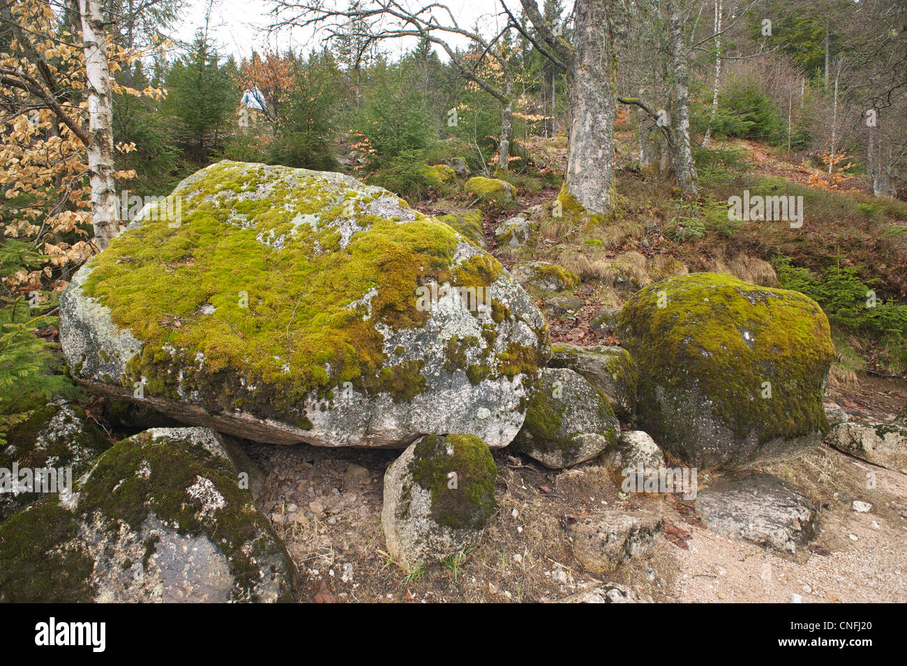 Moss covered boulder Stock Photo - Alamy