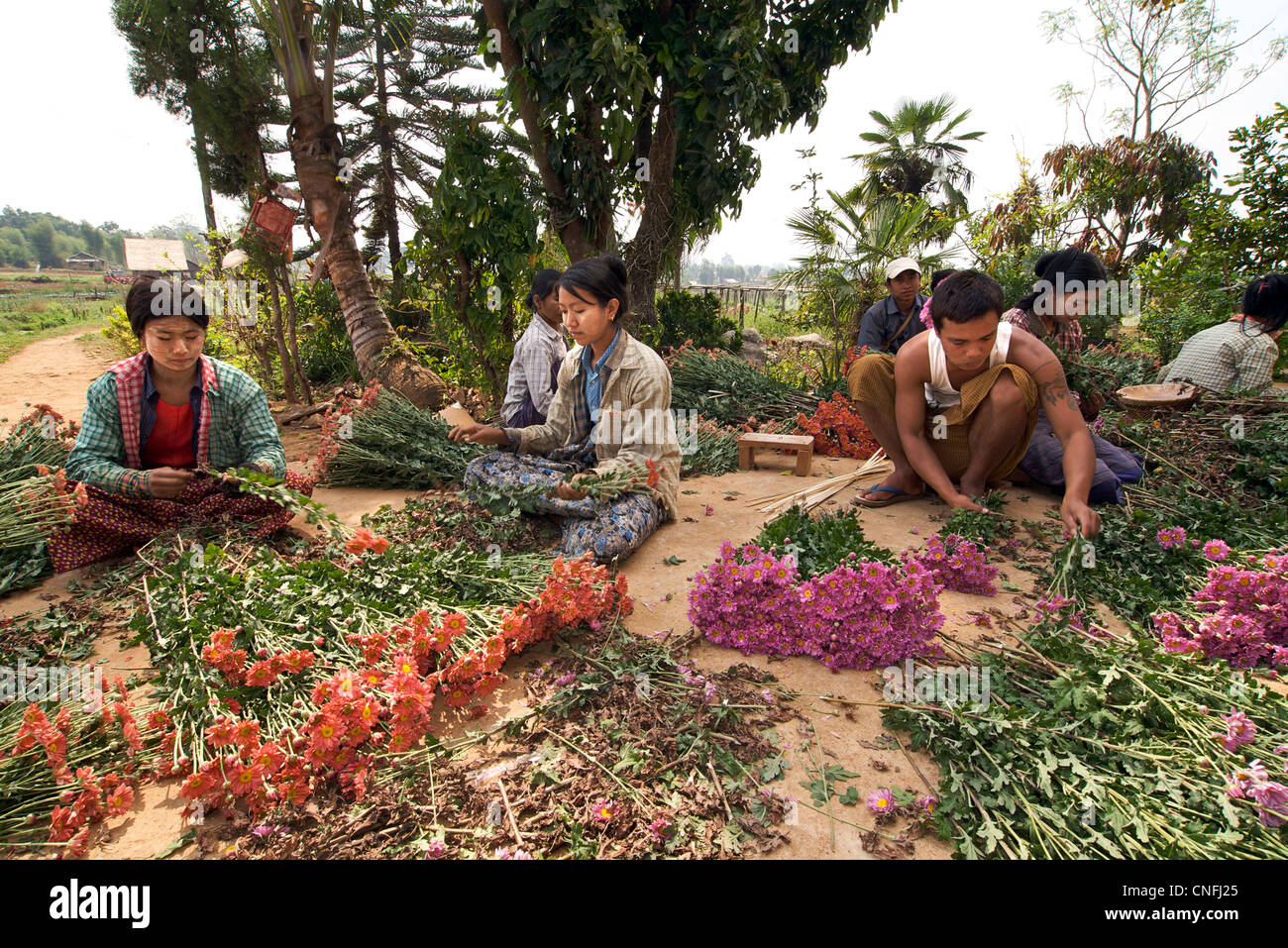 Myanmar flowers hi-res stock photography and images - Alamy