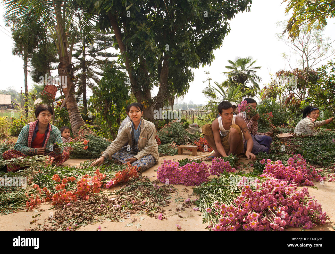 Myanmar flowers hi-res stock photography and images - Alamy