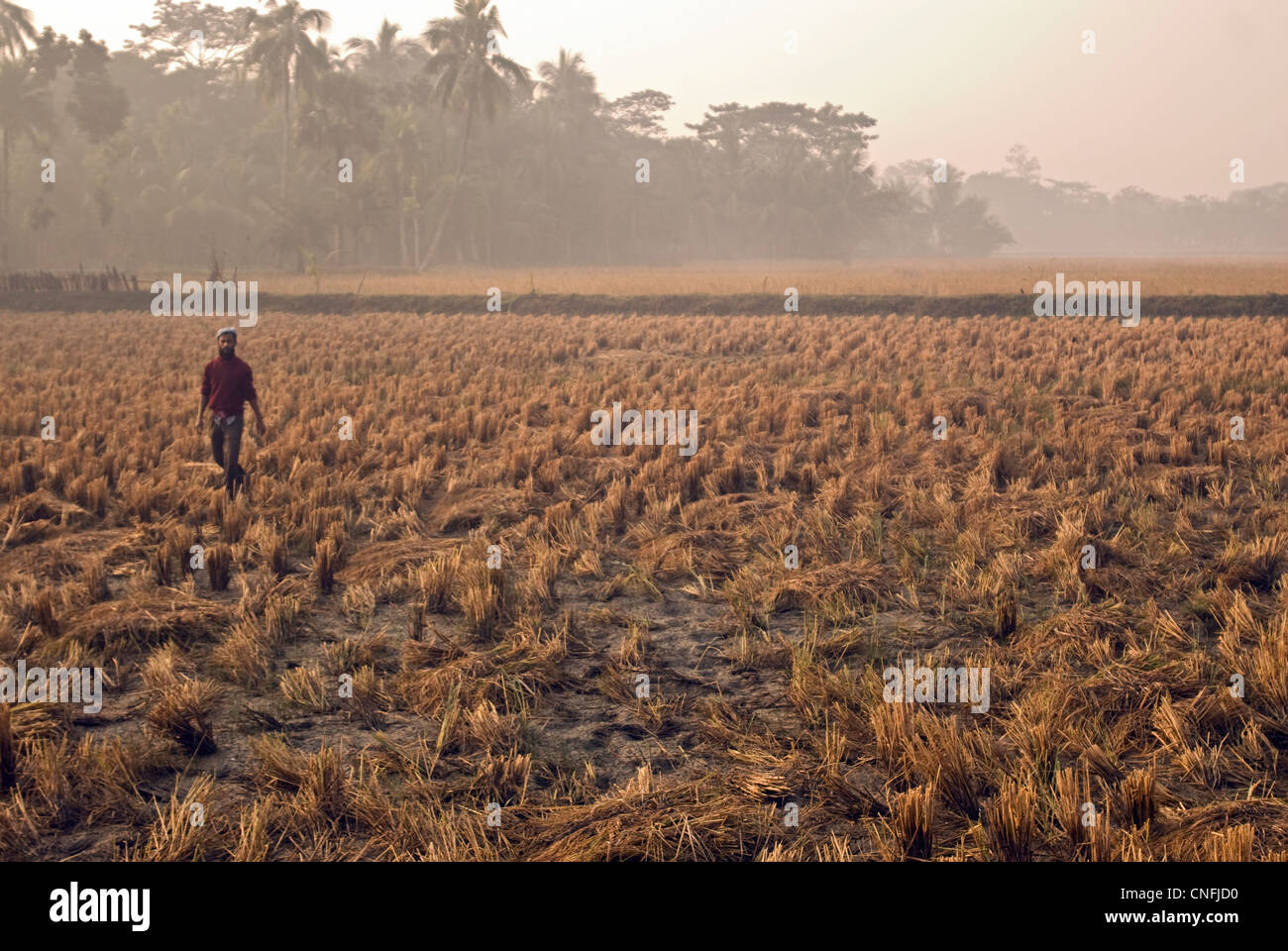 Countryside of bangladesh hi-res stock photography and images - Alamy