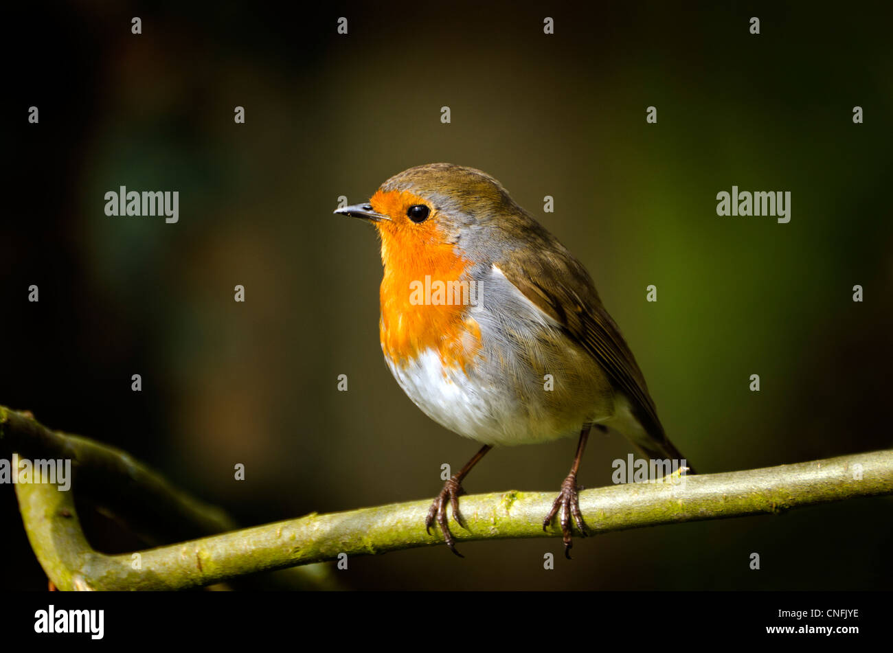 Insectivorous passerine bird hi-res stock photography and images - Alamy