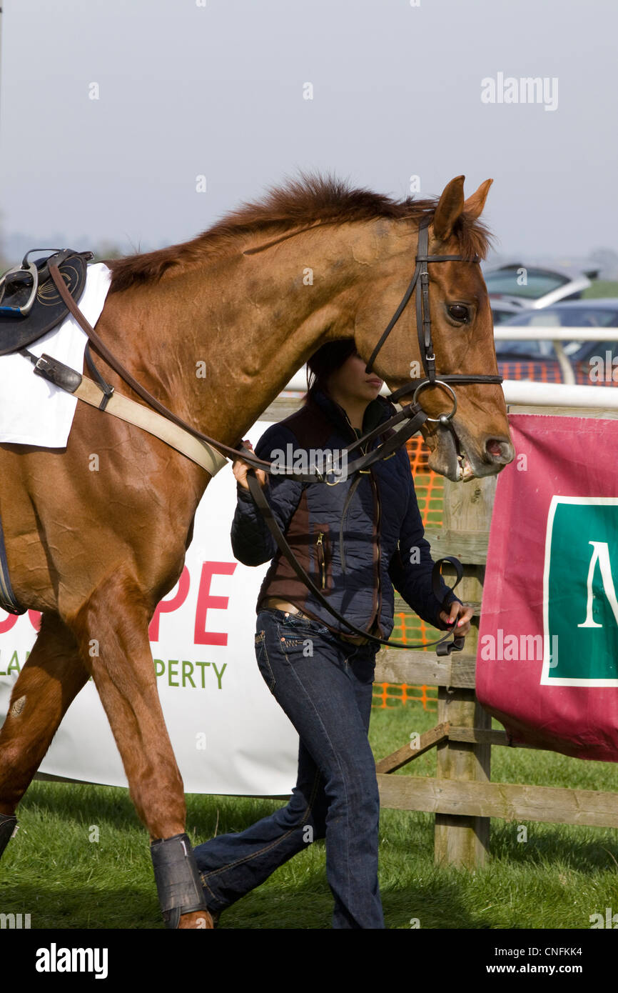 A Thoroughbred horse Equus ferus caballus in the collecting ring being ...