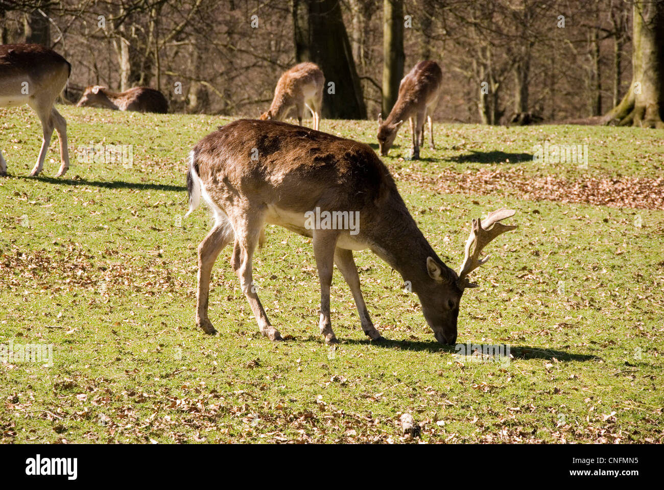 Deer movement patterns hi-res stock photography and images - Alamy