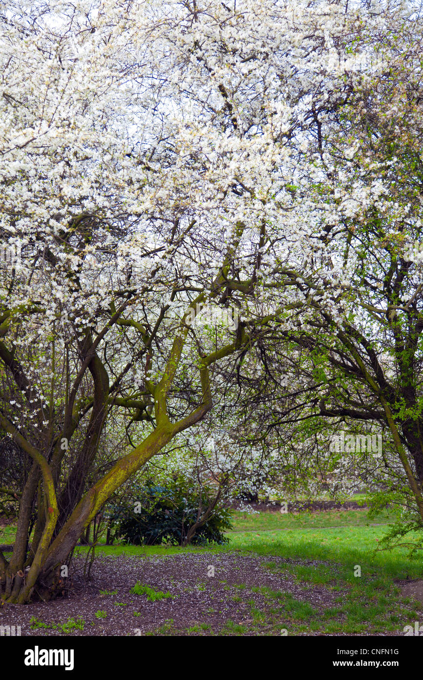 Clapham Blossom Trees - Clapham Common - London Stock Photo - Alamy