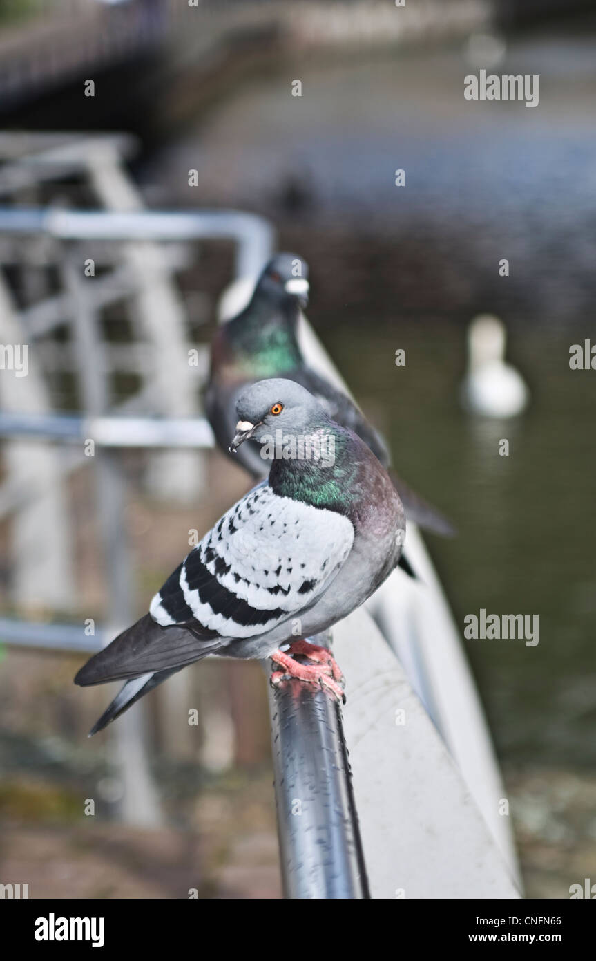 Pigeons uk hi-res stock photography and images - Alamy