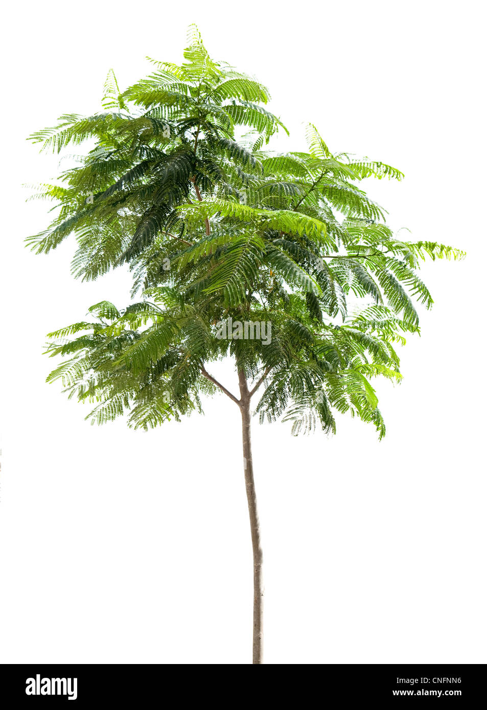 Green tree isolated on the white background Stock Photo - Alamy