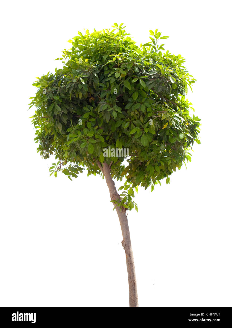 Green tree isolated on the white background Stock Photo - Alamy