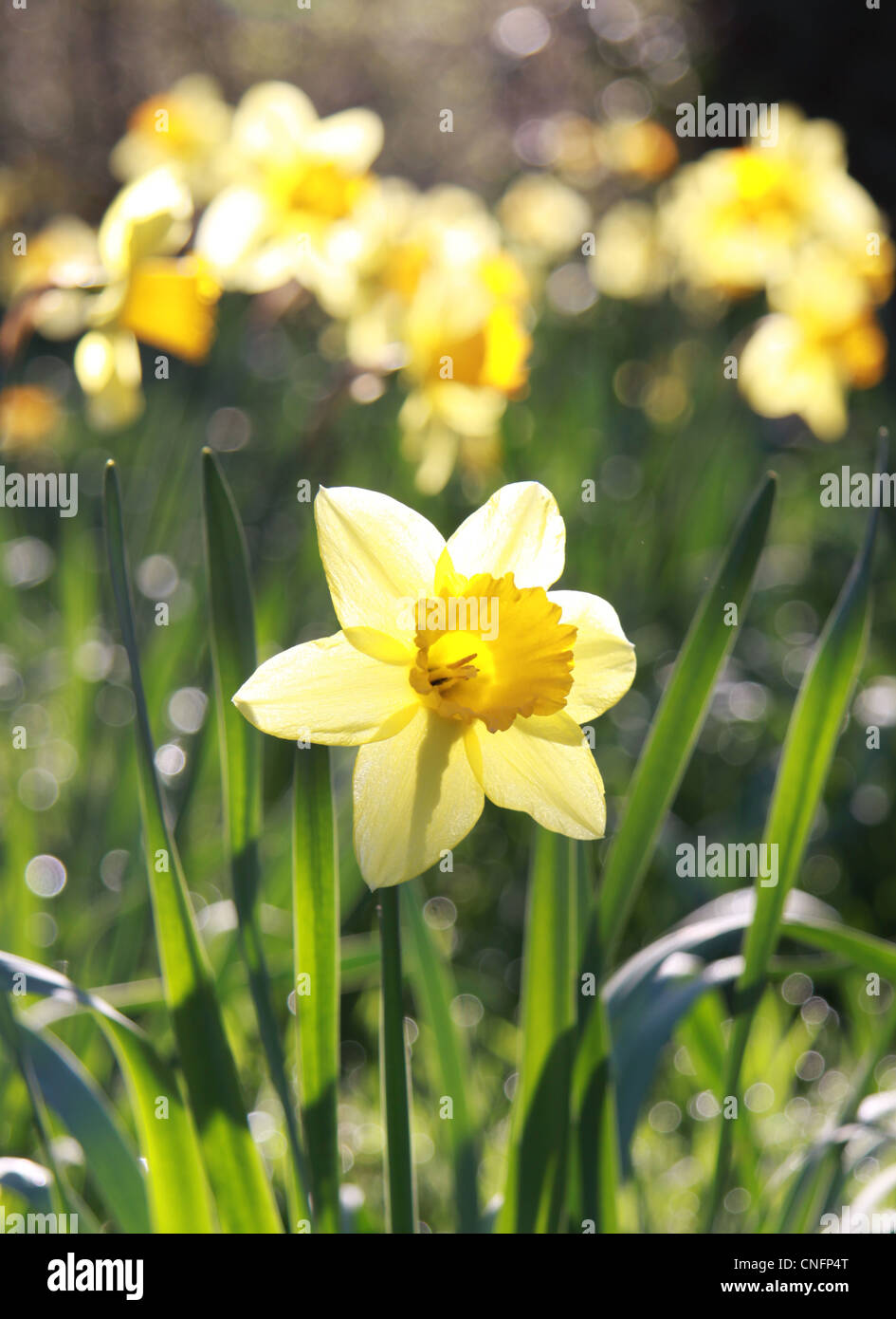 daffodil in spring sunlight back-lit with large areas for copy Stock ...