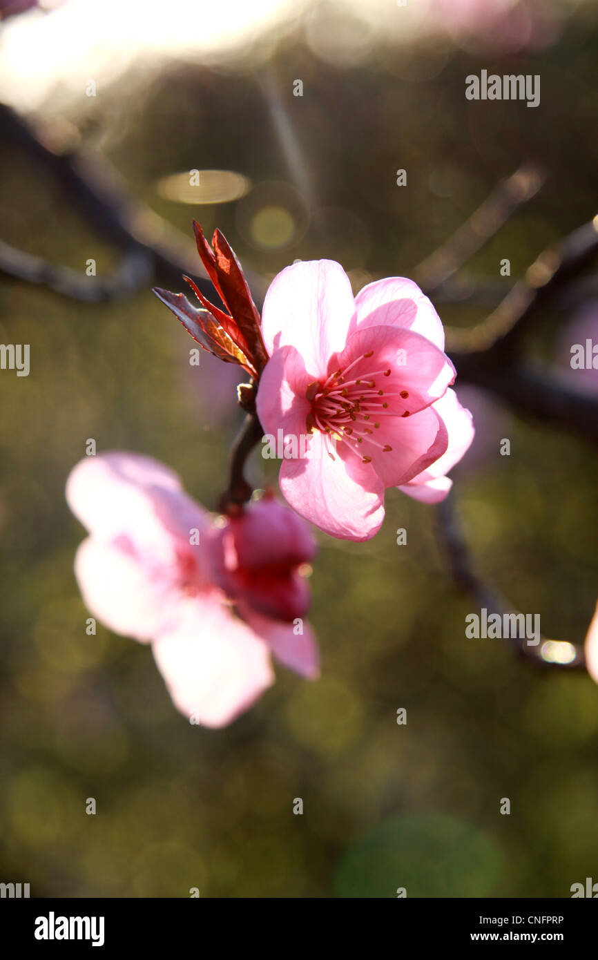 pINK bLOSSOM ON TREE IN gARDEN Stock Photo - Alamy