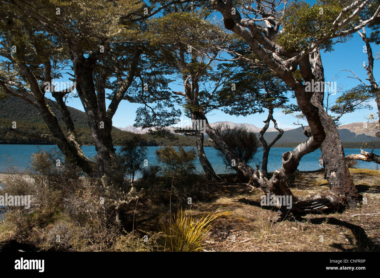 New Zealand mountain beech forest at the shores of Mavora Lakes in New ...