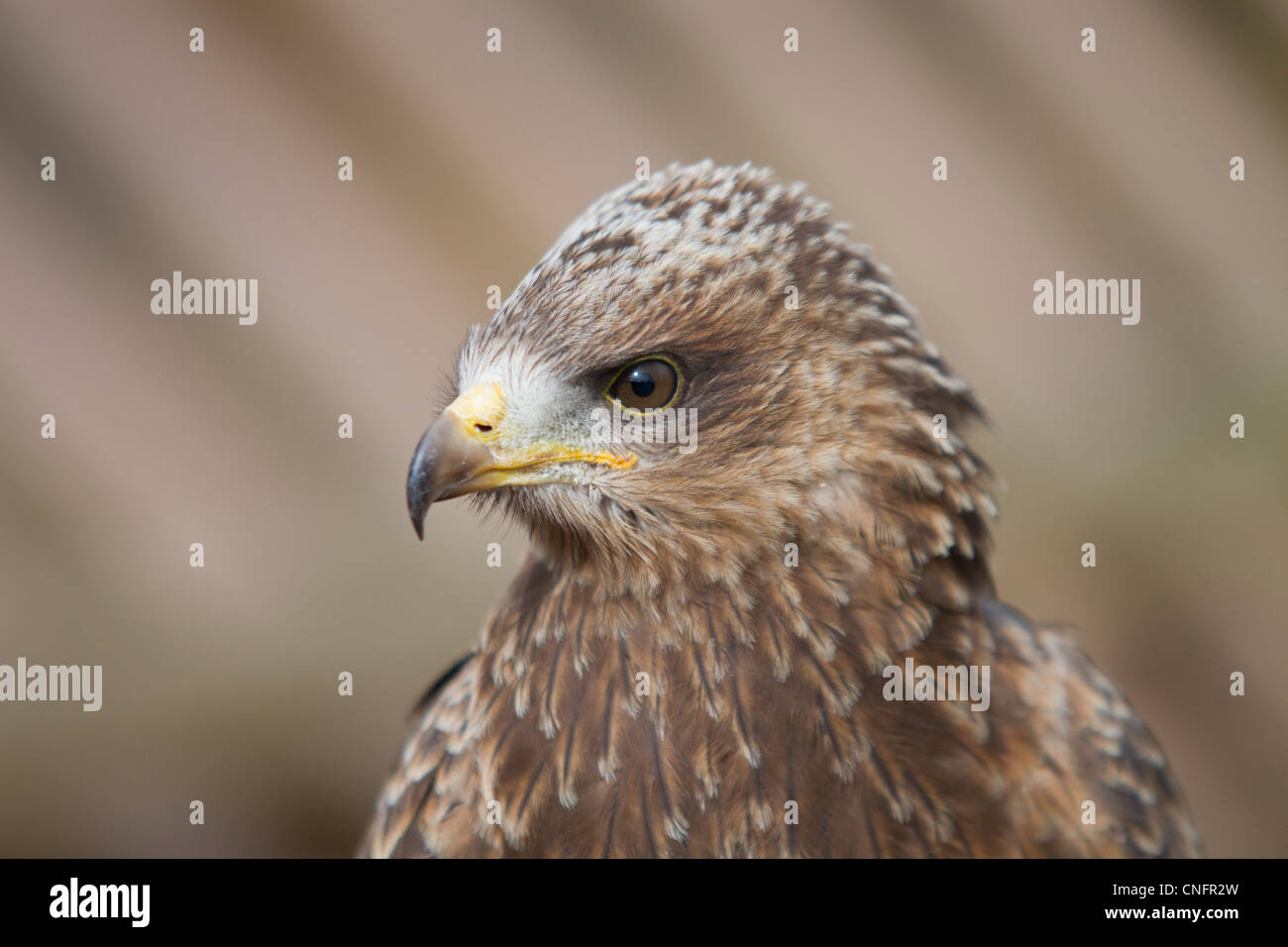 Juvenile yellow-billed kite portrait Stock Photo - Alamy