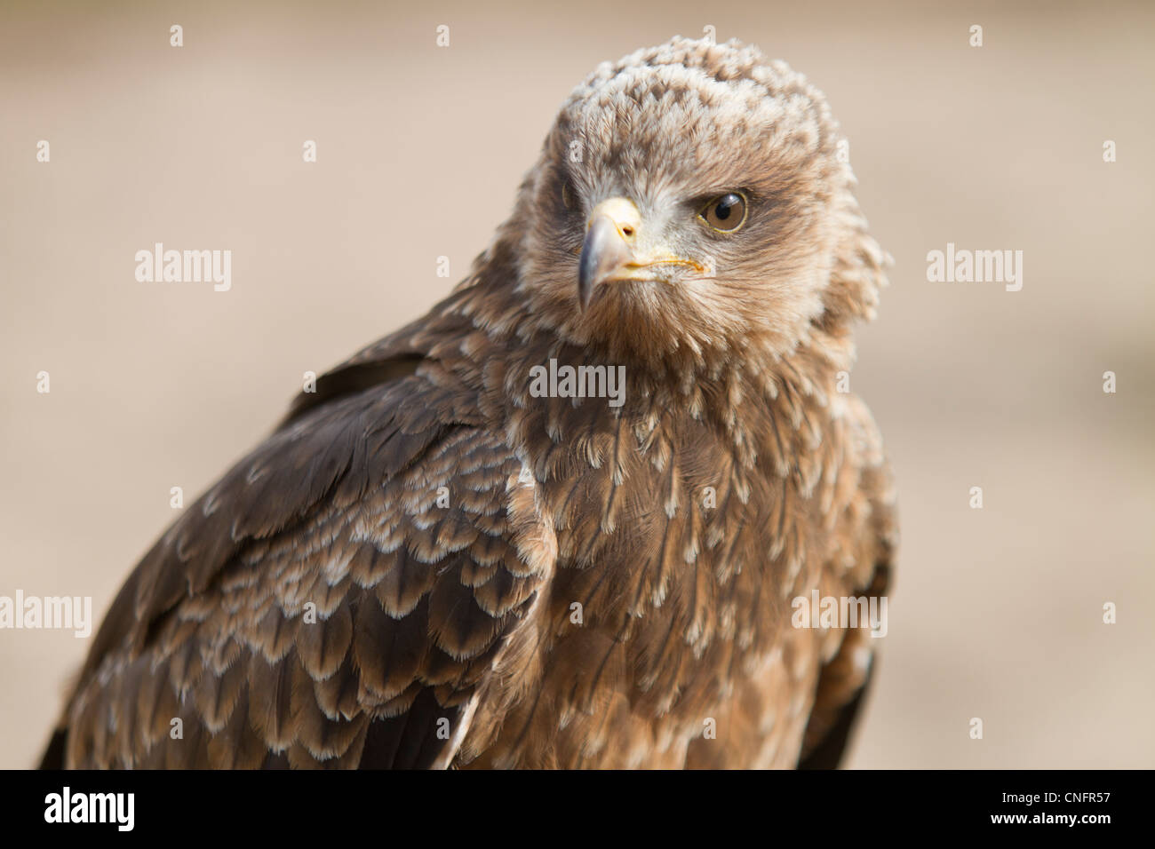 Juvenile yellow-billed kite portrait Stock Photo - Alamy