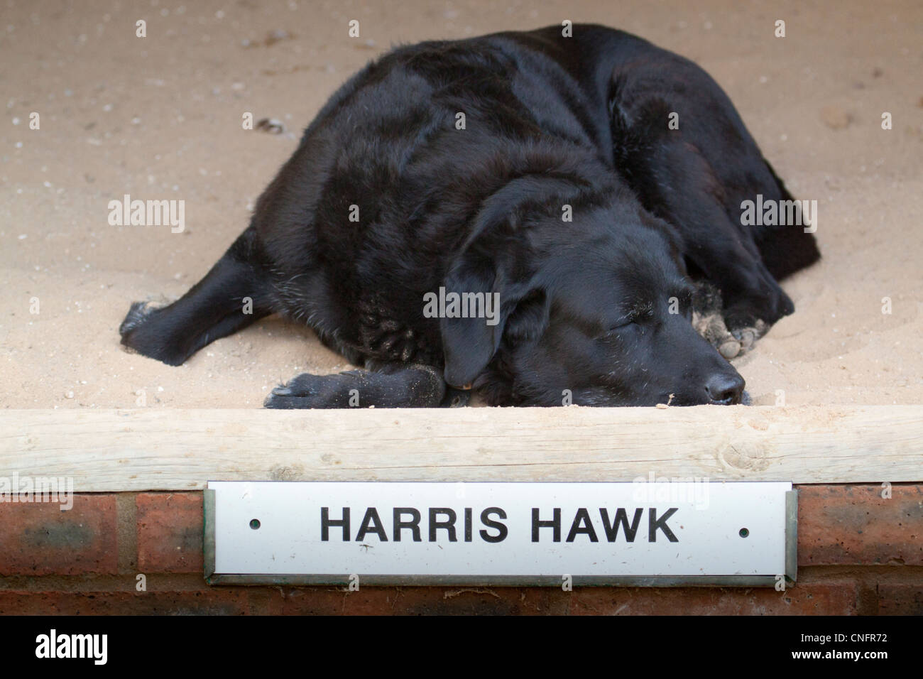 Harris hawk enclosure hi-res stock photography and images - Alamy