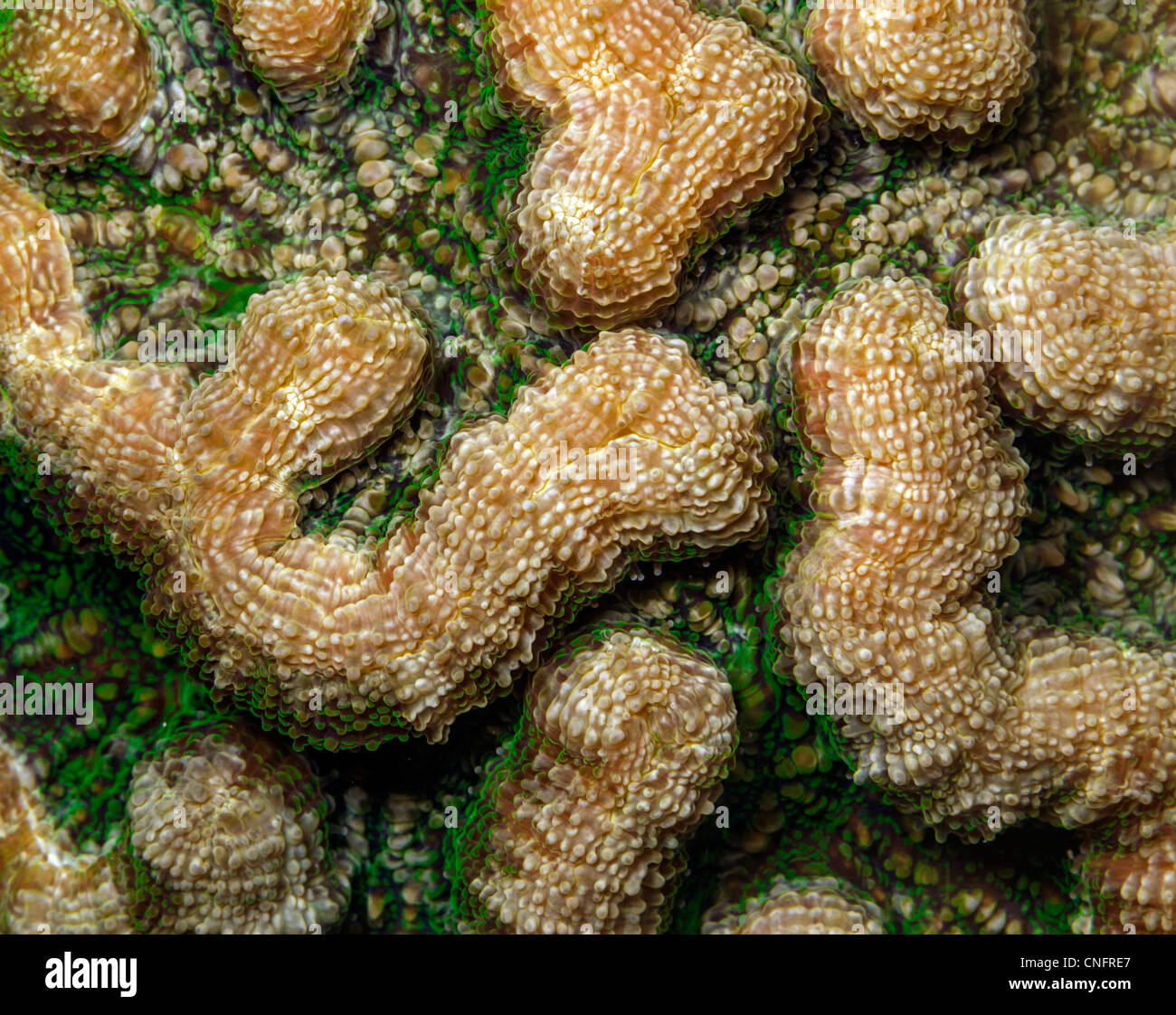 Knobby cactus hi-res stock photography and images - Alamy
