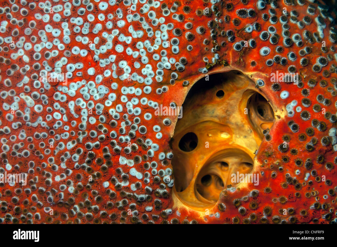 Red boring sponge hi-res stock photography and images - Alamy