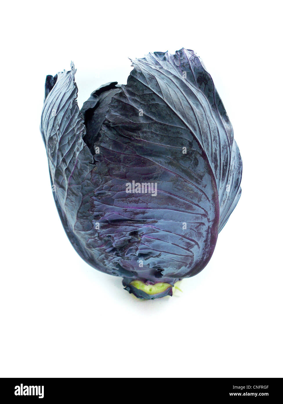 Fresh red cabbage vegetable on white background Stock Photo - Alamy