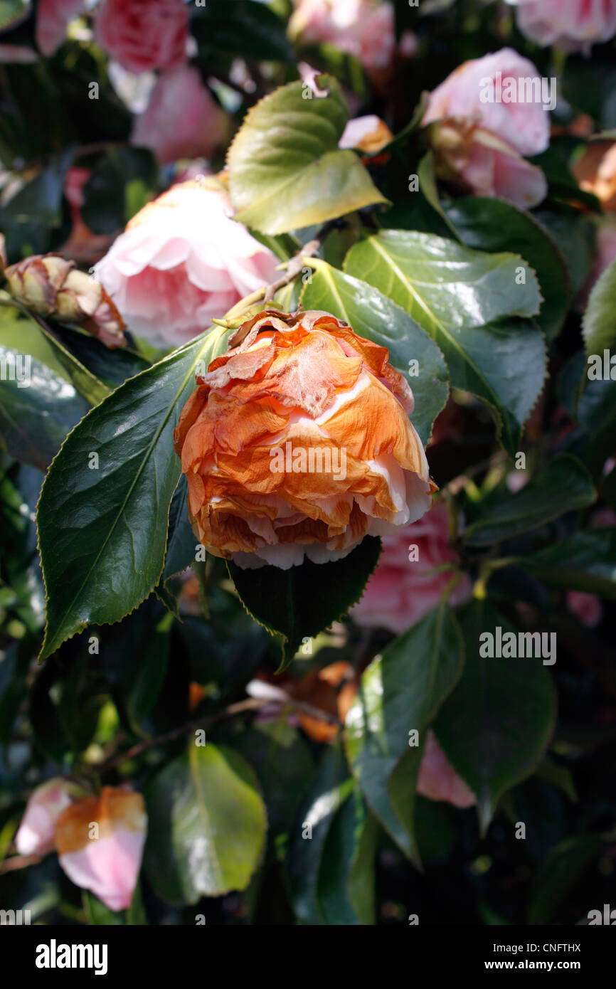 Frost damaged plant hi-res stock photography and images - Alamy