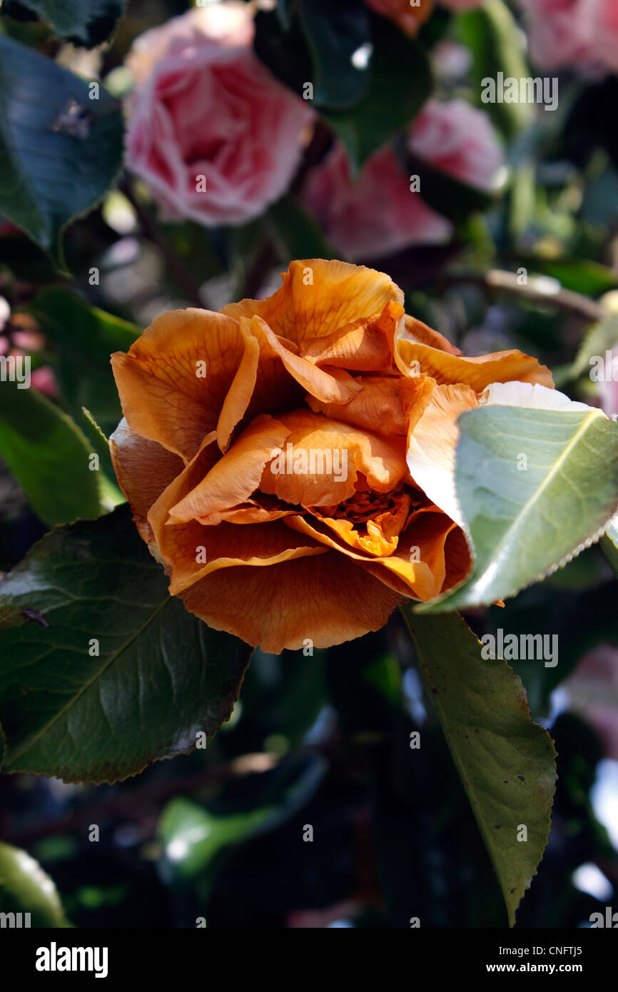 FROST DAMAGED CAMELLIA FLOWER Stock Photo - Alamy