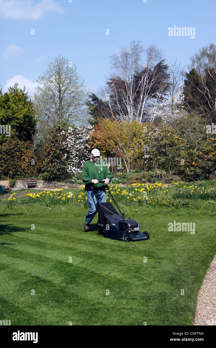 MOWING A SPRING LAWN. ESSEX UK Stock Photo - Alamy
