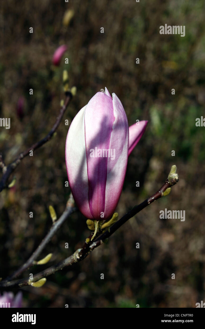 Magnolia judy flower hi-res stock photography and images - Alamy