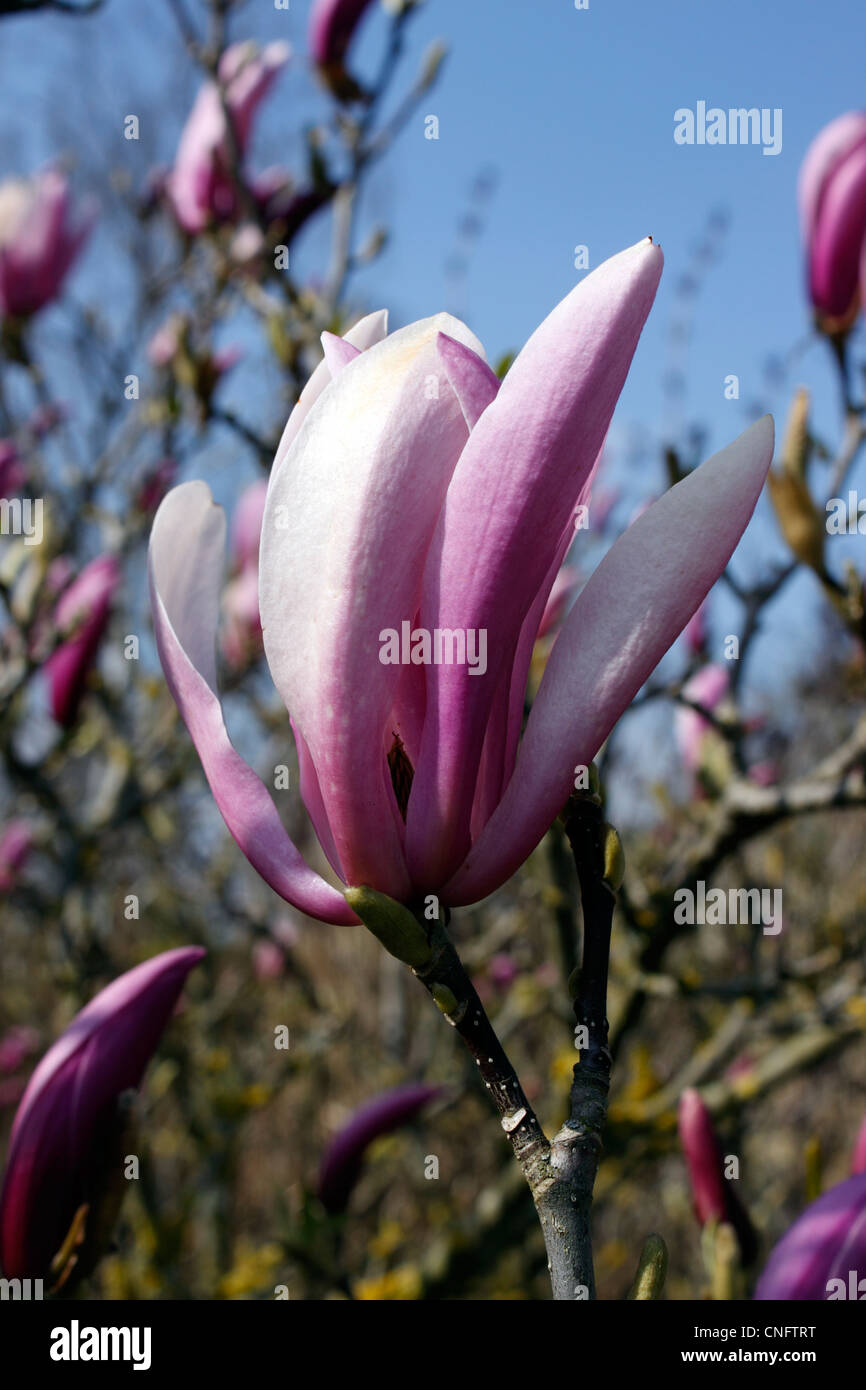 Magnolia judy hi-res stock photography and images - Alamy