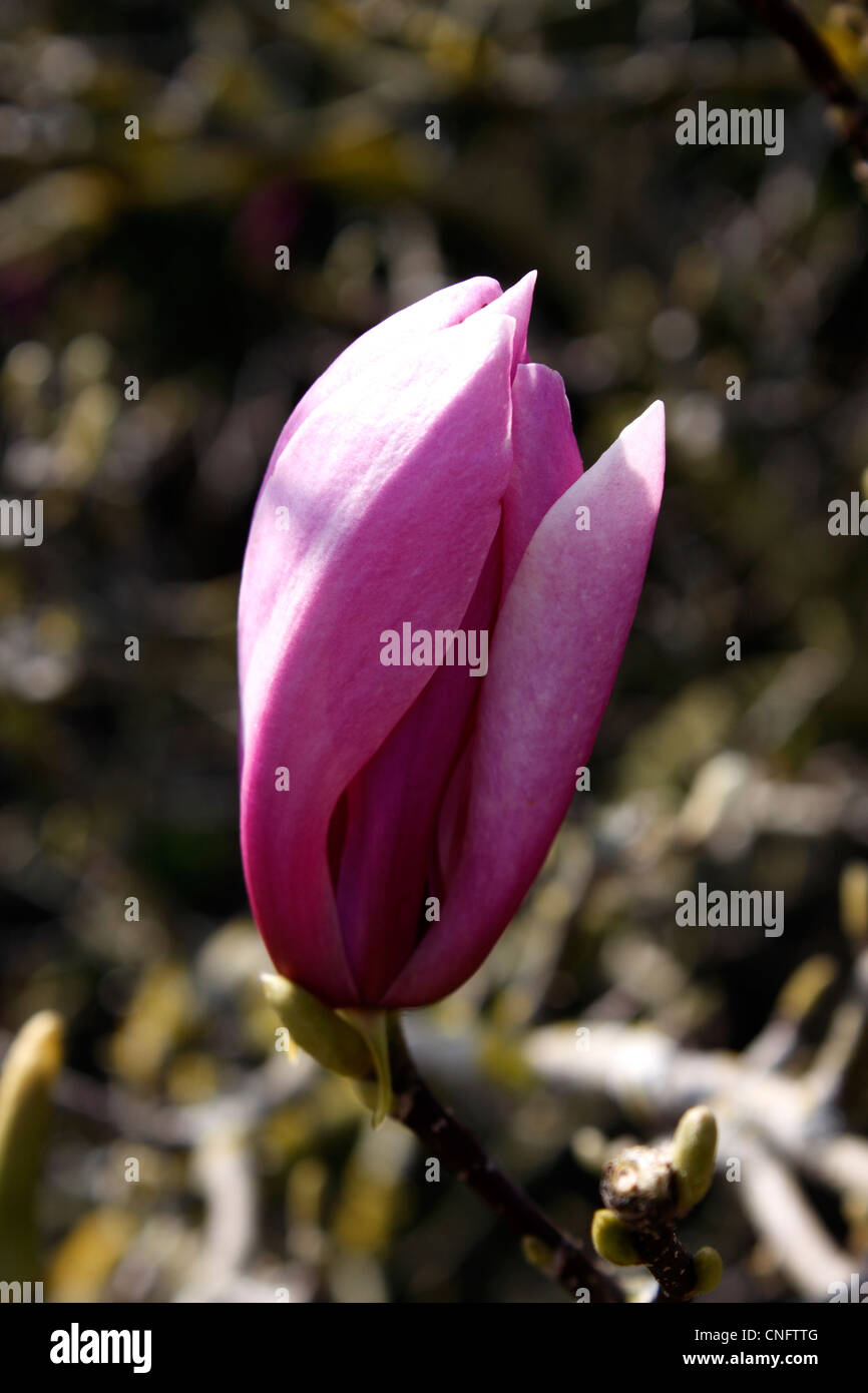 Magnolia judy flower hi-res stock photography and images - Alamy