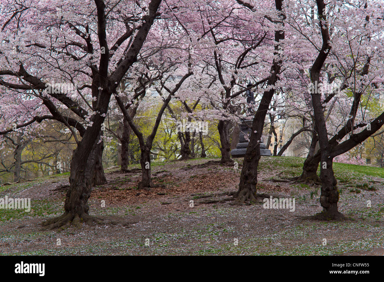 Central Park, New York City Pilgrim Hill in spring with Cherry trees in ...