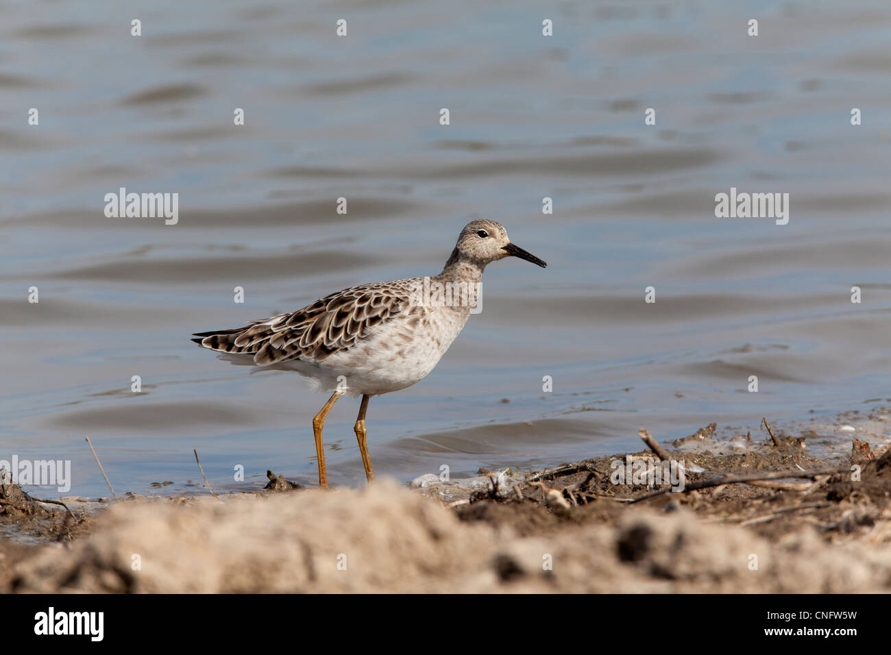 Female ruff reeve philomachus pugnax hi-res stock photography and ...