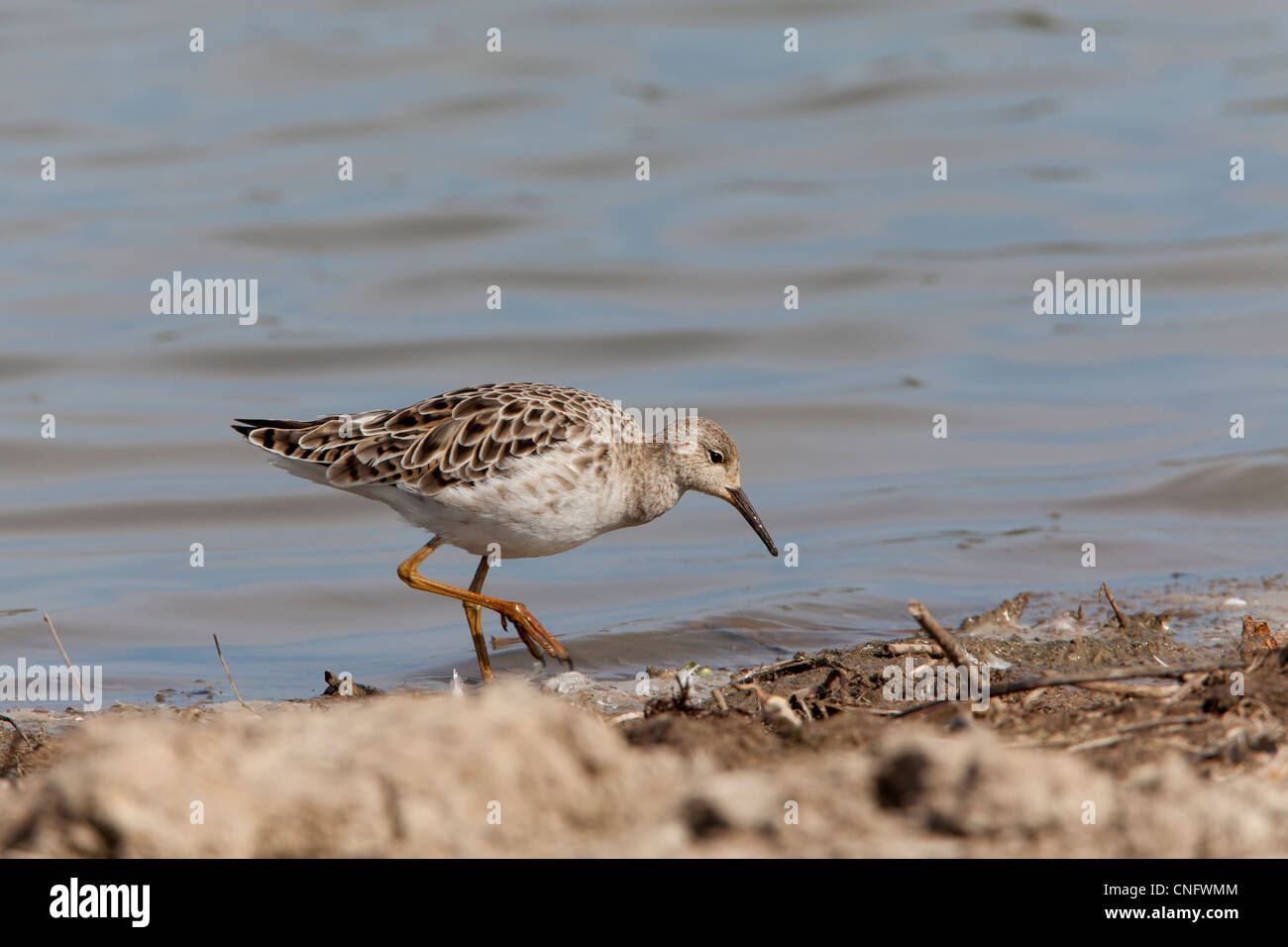 Ruff (Reeve) Philomachus pugnax female feeding along shoreline Stock ...